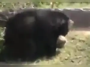 Bear Attack News: Bear attack in Tamil Nadu caught on camera, 3 injured ...