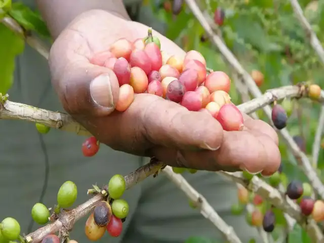 Climate-resistant coffee trees could save Mozambique rainforest - Hope ...