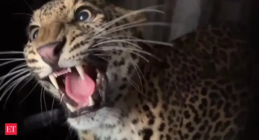Nashik: Leopard falls in an open well, rescued by forest officials; watch the video! - The ...