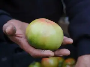 purple tomato: The story of the purple tomato - and why its success is ...