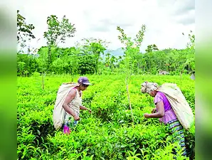 assam: Dhunseri Tea to buy three tea estates of Warren Tea in Assam ...