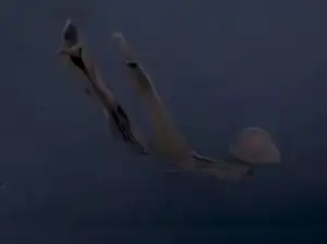 California coast: Huge, uncommon 'phantom jellyfish' that uses its ...