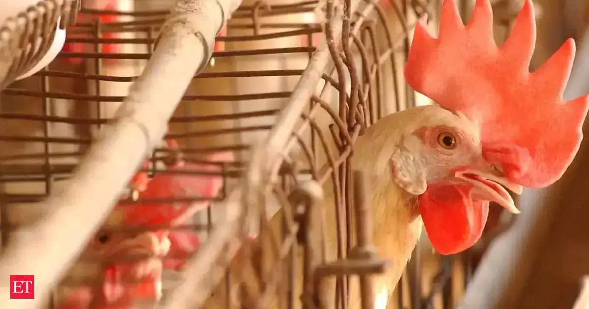 Poultry Industry: India's poultry industry seeks corn export curb to ...