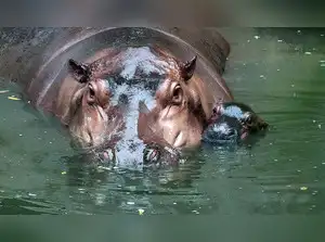 Uganda hippo attack: Hippopotamus swallows a 2-year- old child in a ...