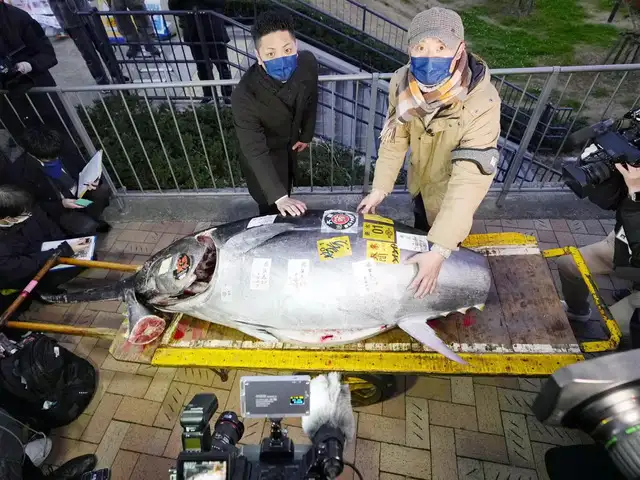 Tuna New Year Auction: Japan tuna fetches $275,000 at New Year auction ...
