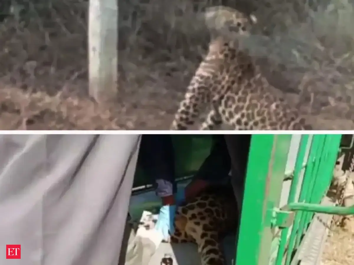 Watch: Forest team rescues leopard stuck to a fence wire - The Economic ...