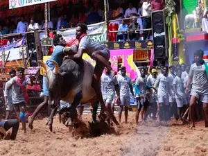 Jallikattu 2023: Tamil Nadu: 'Jallikattu 2023' event beings in Madurai ...