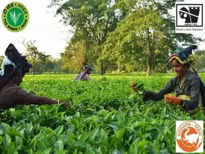 Assam tea industry: 200 years and counting, Assam's tea industry ...