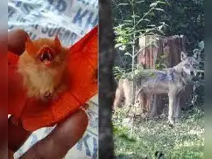 Orange Bat: Rare ‘orange bat’, endangered ‘Indian wolf’ gets spotted in ...