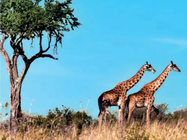 india: Offbeat wildlife experience in India you must add to your bucket ...