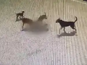 Hyderabad Dog Attack: Hyderabad: 4-year-old child bitten to death by ...