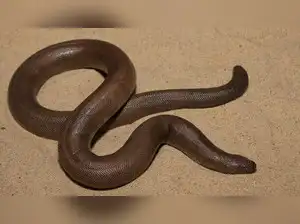 Red Sand Boa snake News: Red Sand Boa snake rescued from Darjeeling's ...