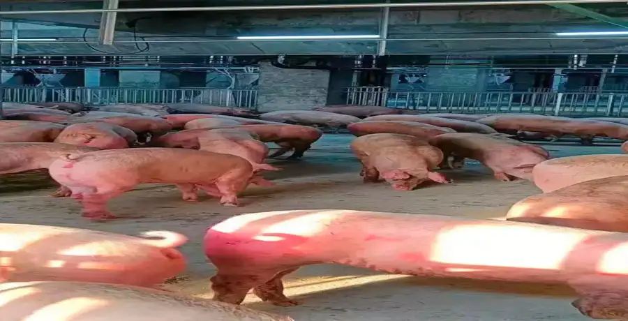 Giant Tower of Pigs: China’s Shocking Giant Towers Of Pigs: Take A Look ...
