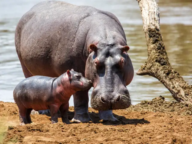 Who are these hippos - India set to be new home of Pablo Escobar's ...