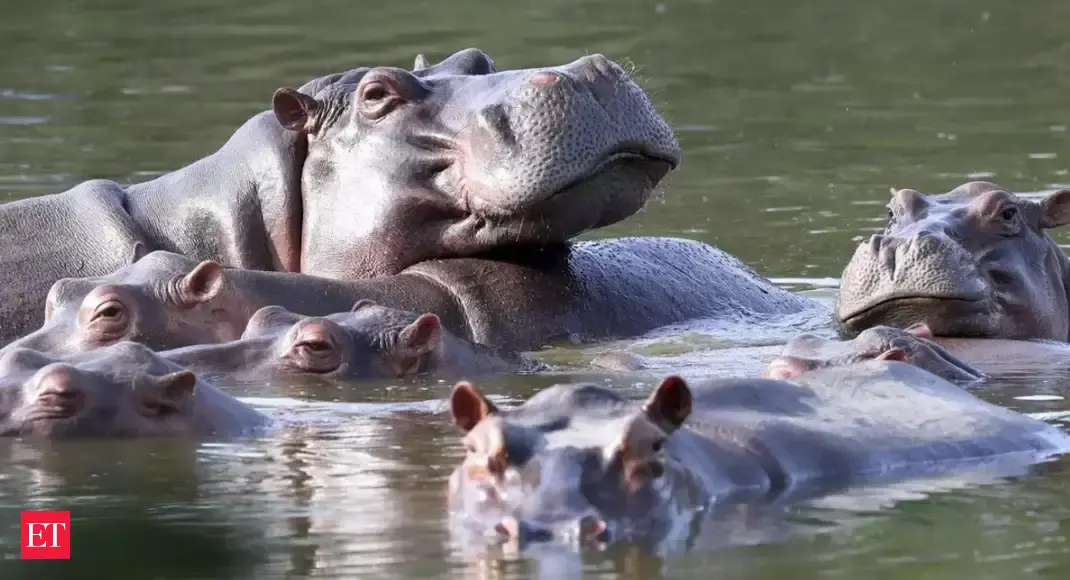 hippo: India set to be new home of Pablo Escobar's hippos - Colombia's ...