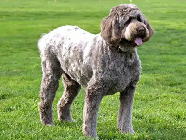 The length - Meet the dog with the longest eyelashes ever | The ...