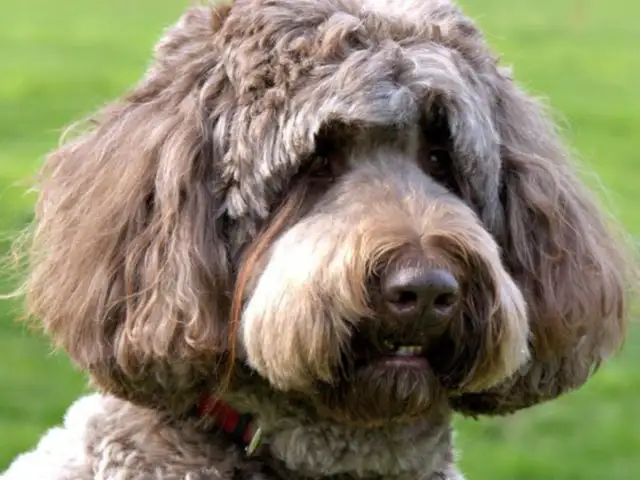 The length - Meet the dog with the longest eyelashes ever | The ...