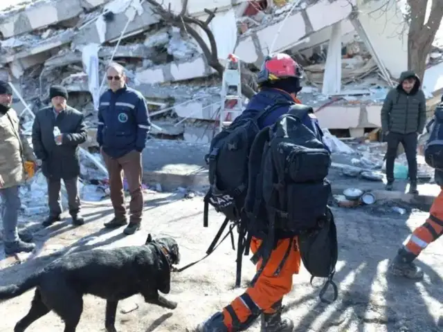 turkish airlines: Rescue dogs sent to Turkey get first-class goodbye ...