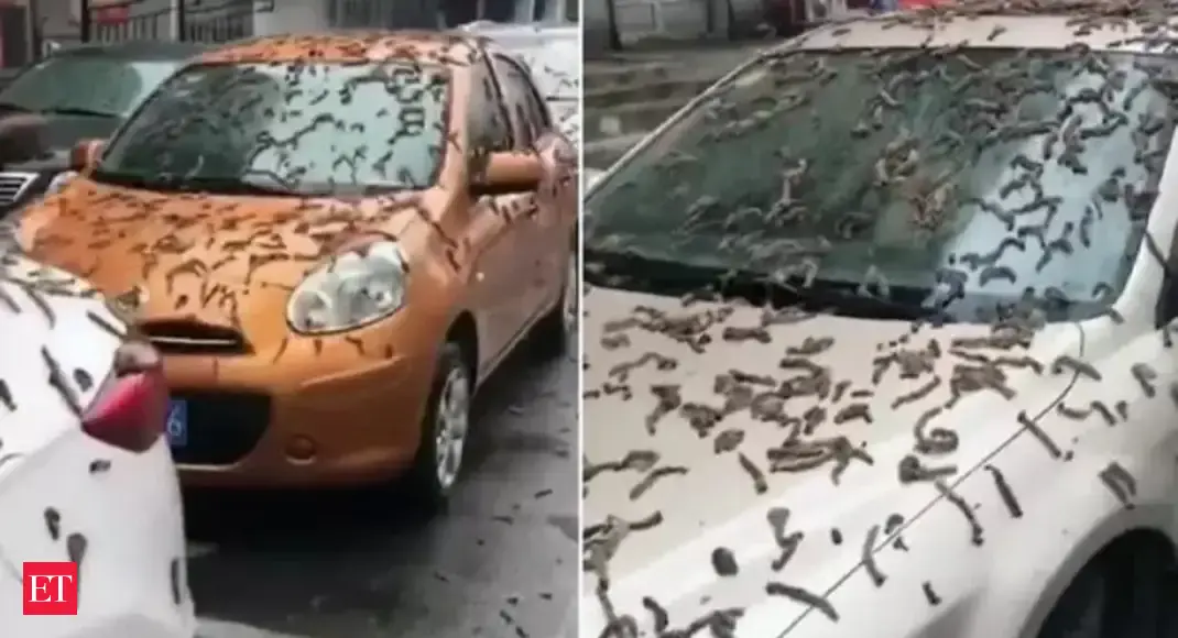 China Worm Rain Worm Rain In China Video From A Chinese City Goes