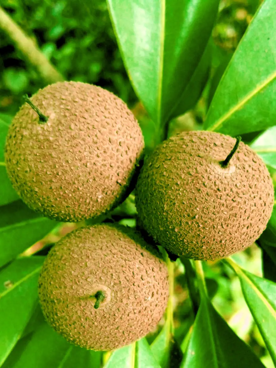 Benefits of eating Chiku | mirchiplus