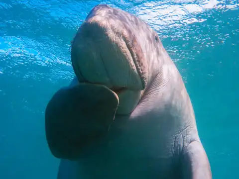 Cute Dugong 122 Cute Manatee Stock Photos, High Res Pictures, And