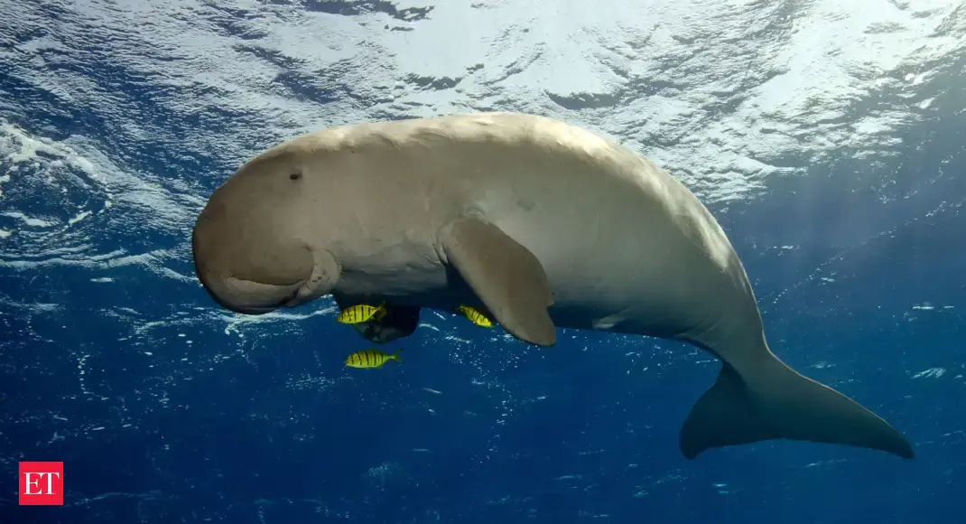sea cow: Have you seen these 'cute' sea cows? Only 200 left in India ...