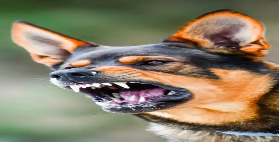 7 Most Dangerous Dog Breeds | EconomicTimes