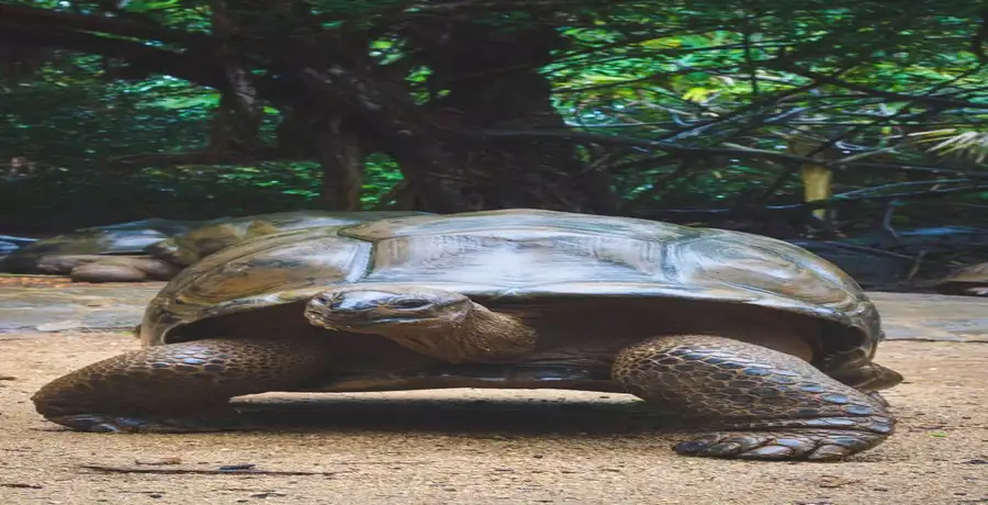 Largest Tortoise in the World: World's Largest Tortoise: Everything You Need to Know | EconomicTimes