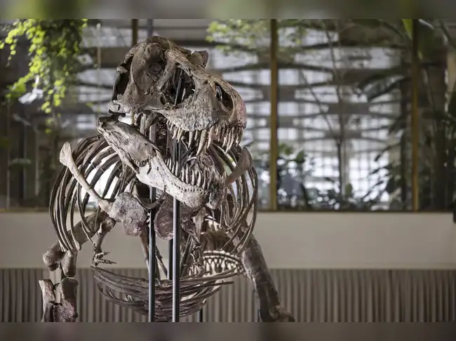 Rare T-Rex skeleton, named TRX-293 Trinity, to go under the hammer in ...