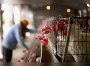 Bird Flu Death: WHO issues advice after world's first human death in ...