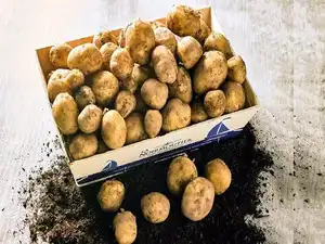 Expensive potato: World's most expensive potato: All you may want to ...