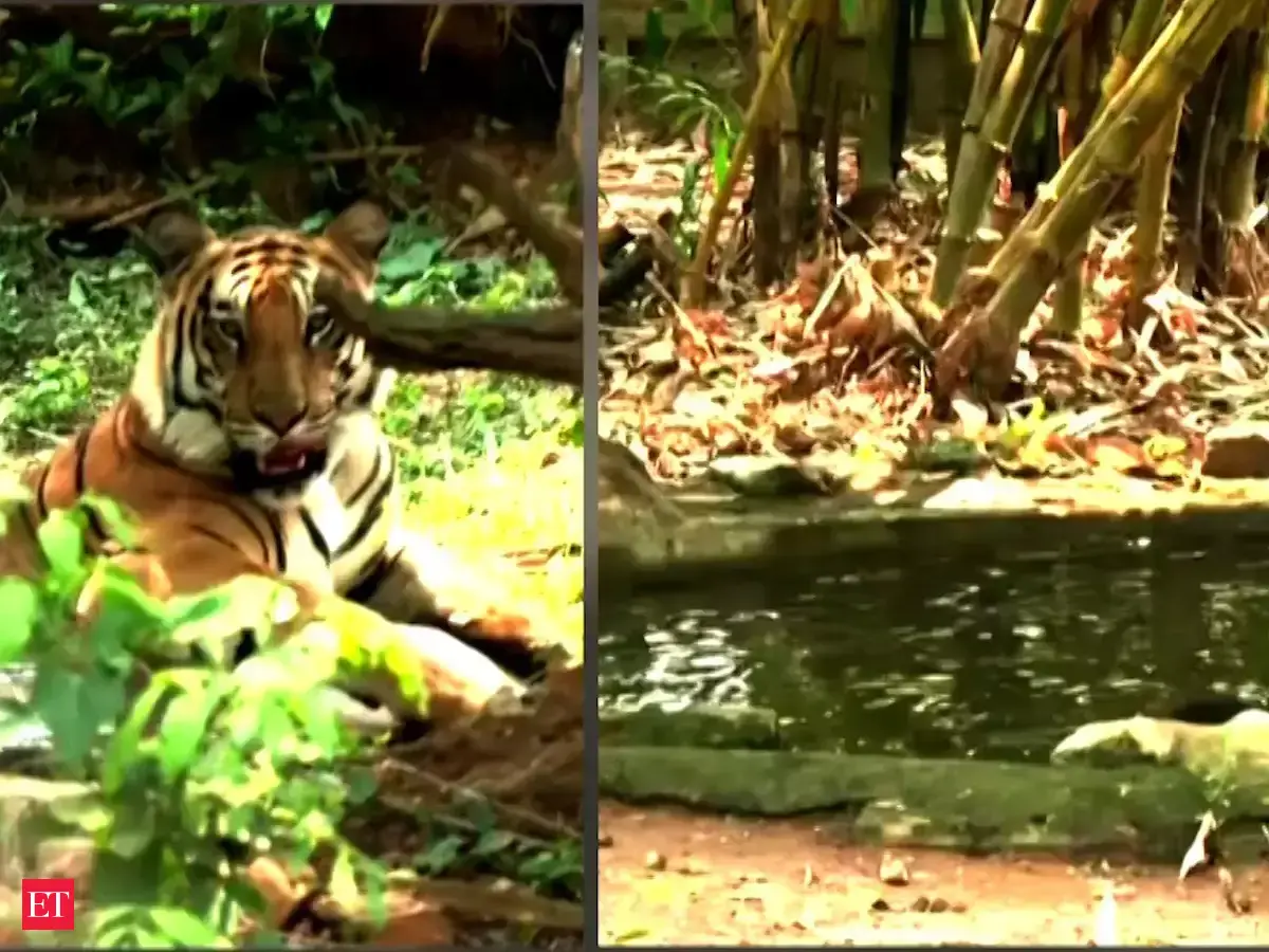 Watch: Odisha's Nandankanan Zoo makes special arrangements to keep ...