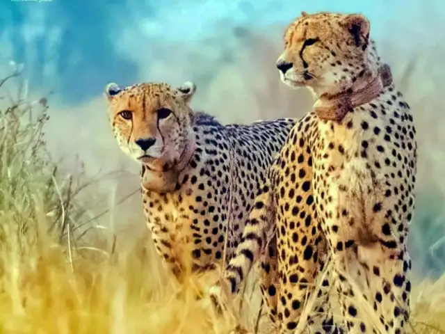 Asha is now Aasha, Oban is Pavan: Namibian Cheetahs get new names ...