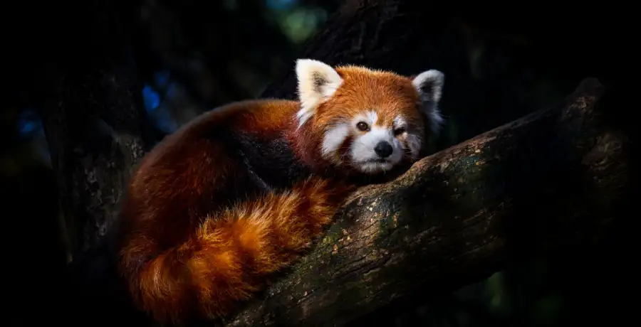 Beautiful Animals: 10 beautiful endangered animals we need to save this ...