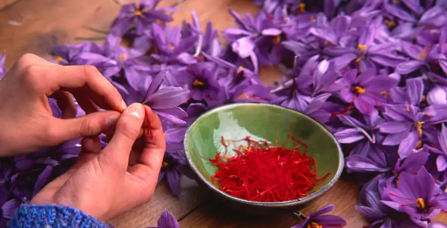 saffron health benefits: A pinch of kesar can improve your health; Here ...