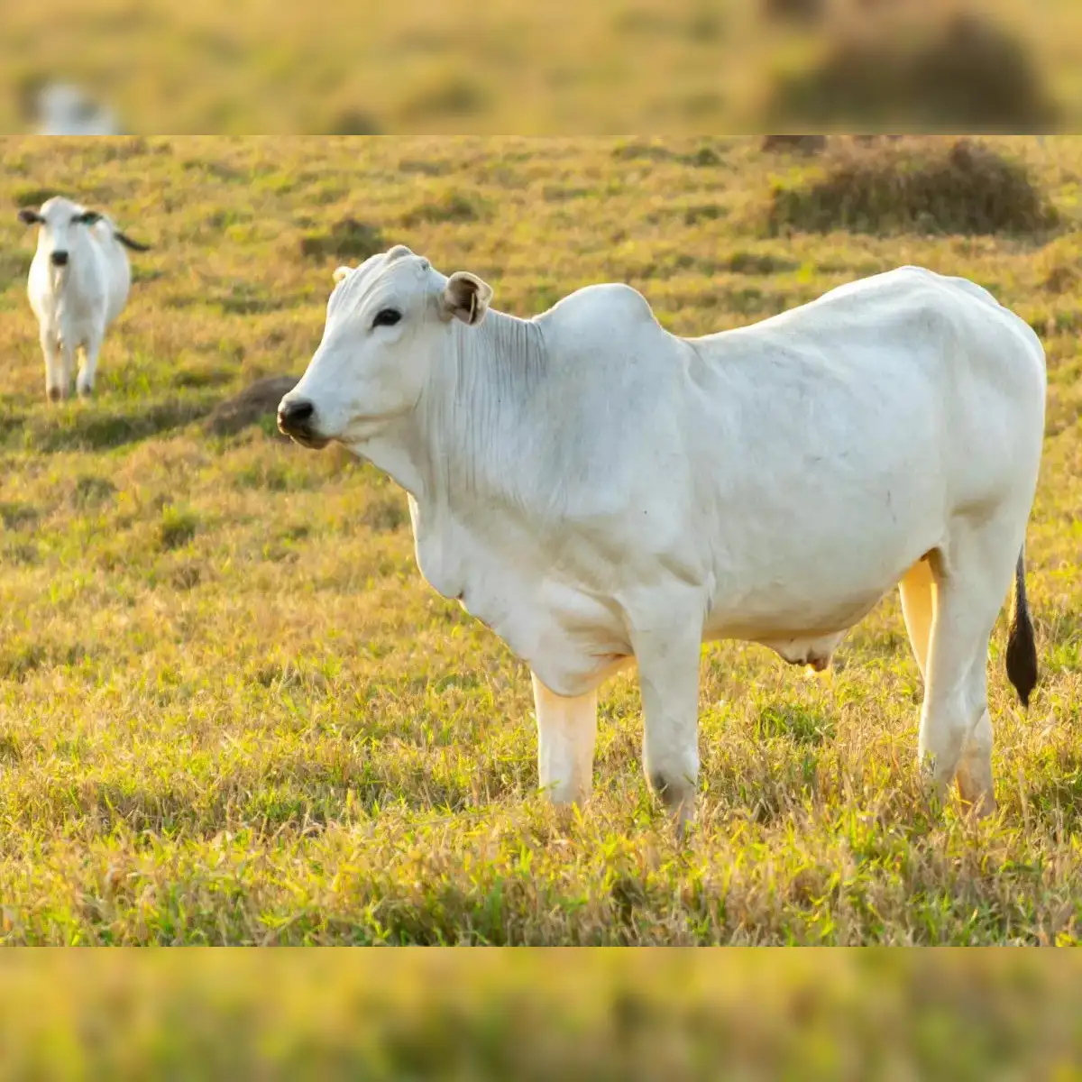 Indian Cow
