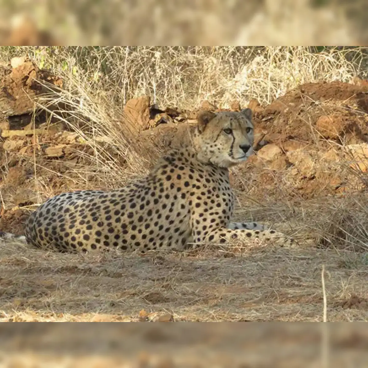 Cheetah Habitat Project For Kids Cheetah Zoozoo Animal World