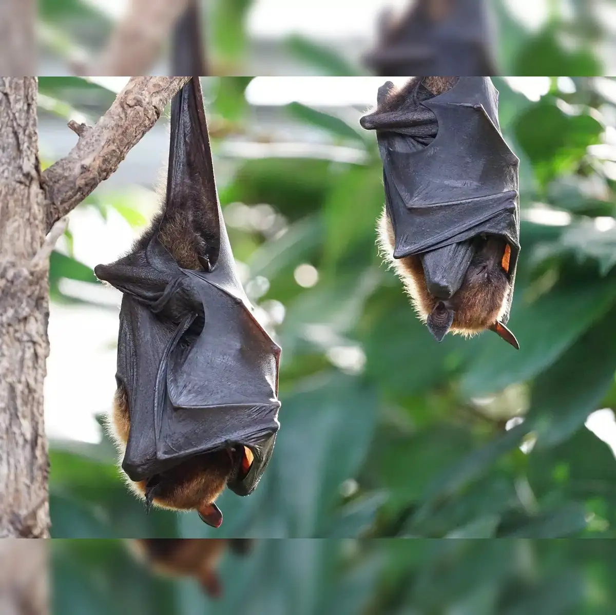 Vampire Bats Blood Ties: Vampire Bats Build Trust To Become