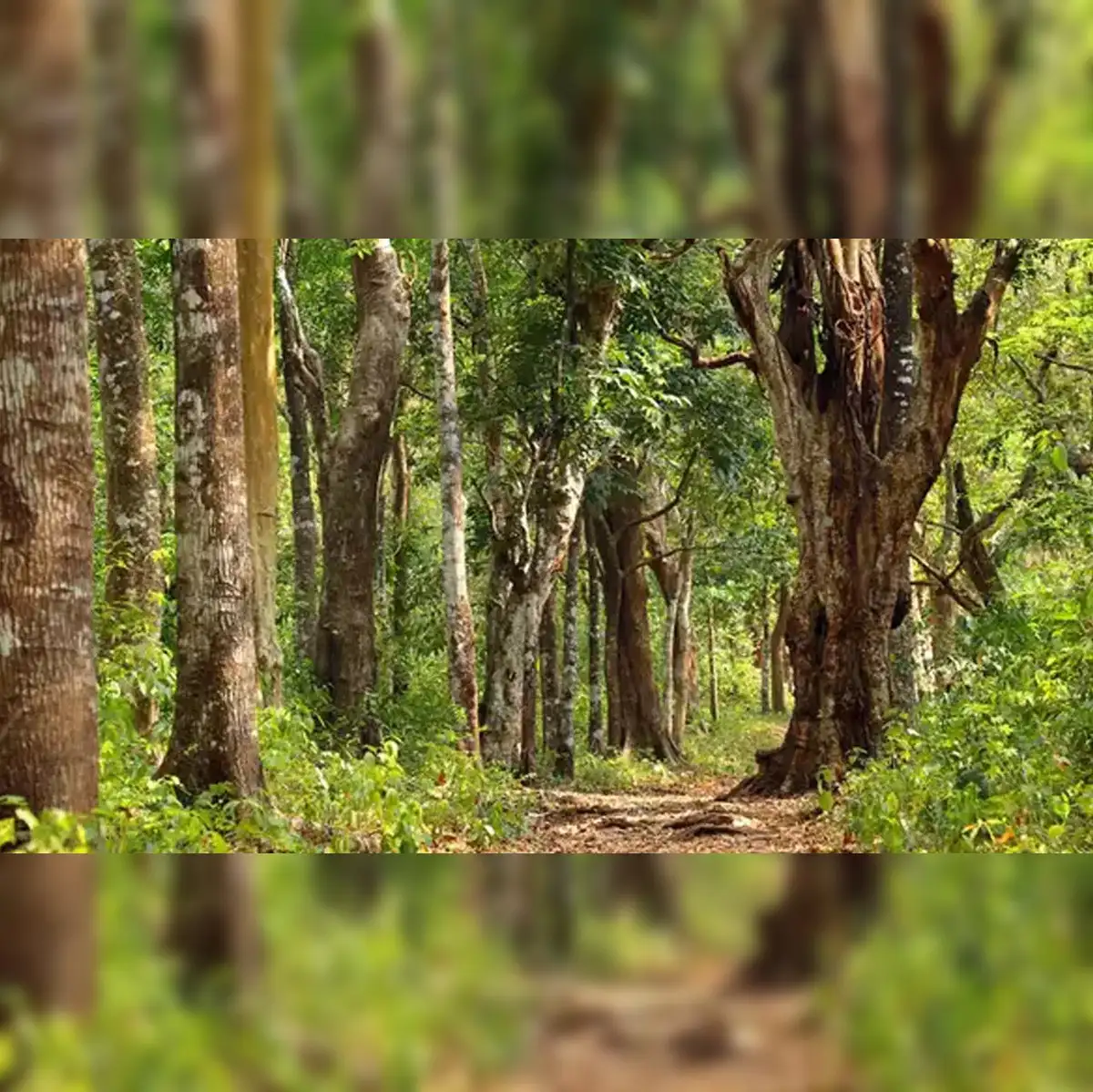 Odisha Forest Logo Odisha Announces State Forest Rights Scheme To