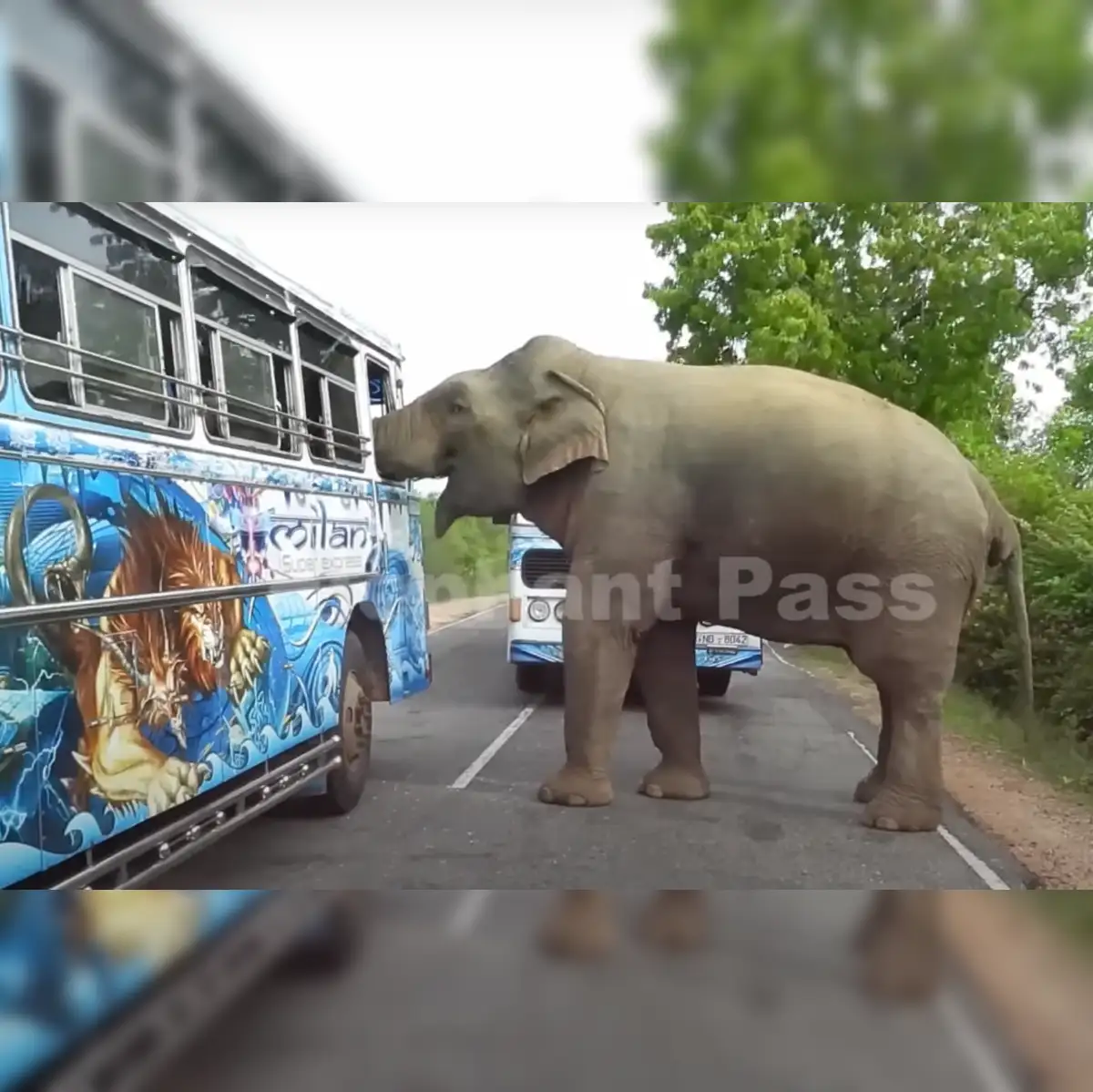 elephant attack the bus