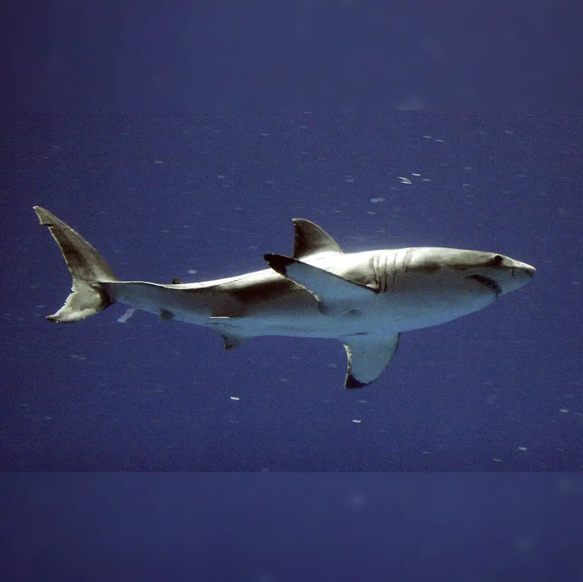 Pictures Of Baby Great White Sharks Could This Be Why The Sharks Are