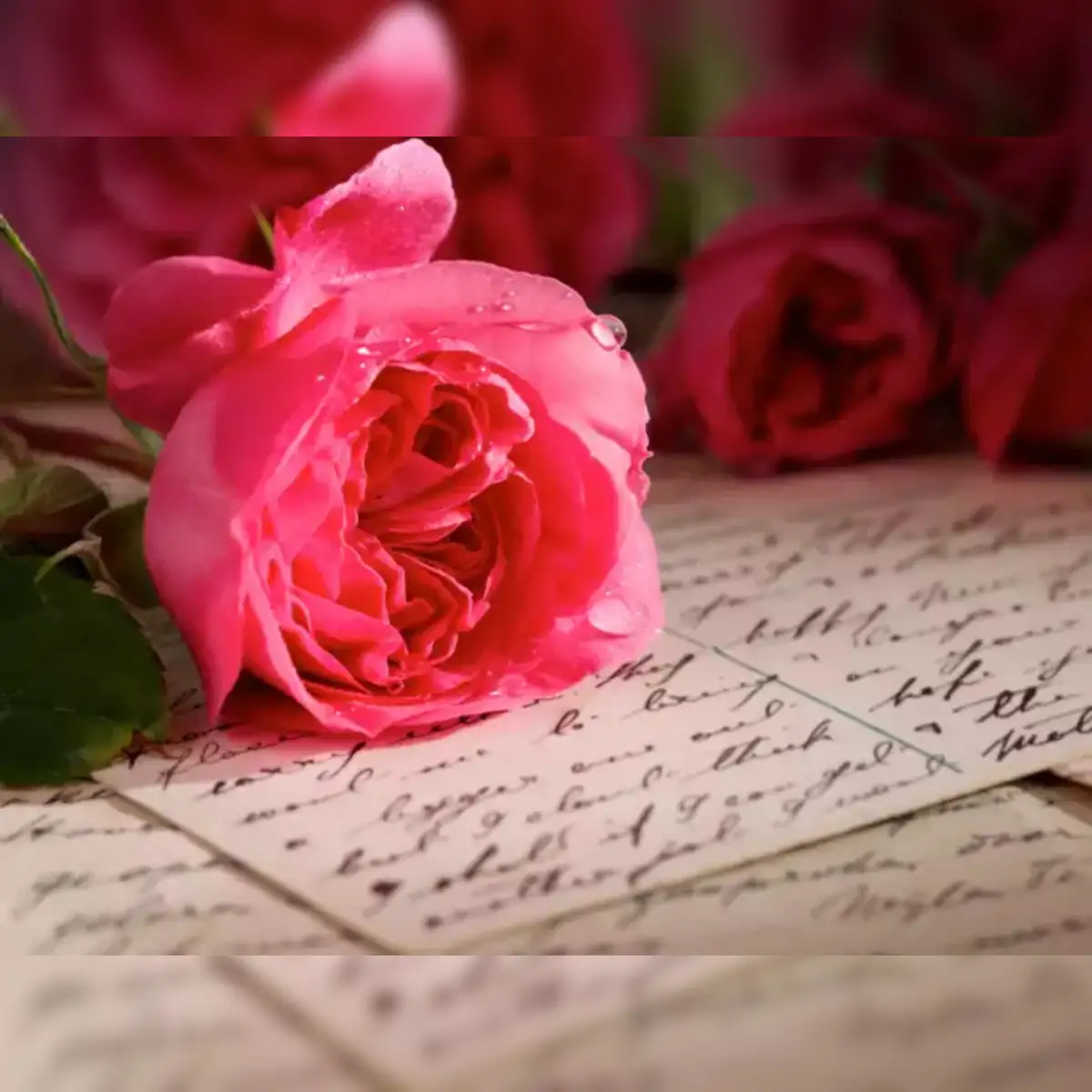 Beautiful Love Roses Pink Sweet For Love Roses | Fresh DIY Wedding