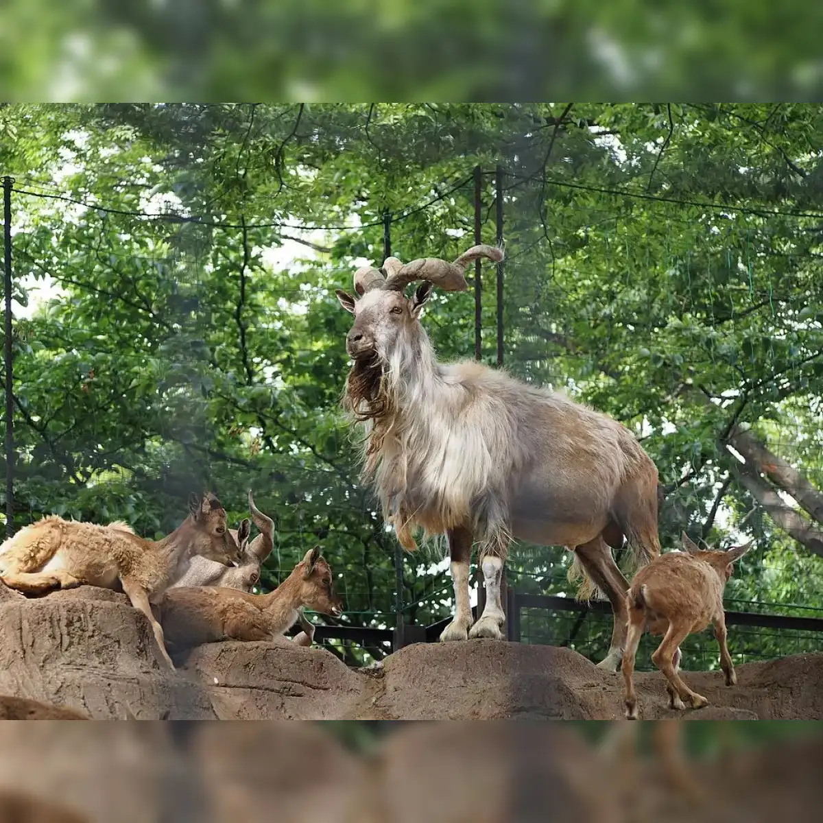 Markhor The Animal