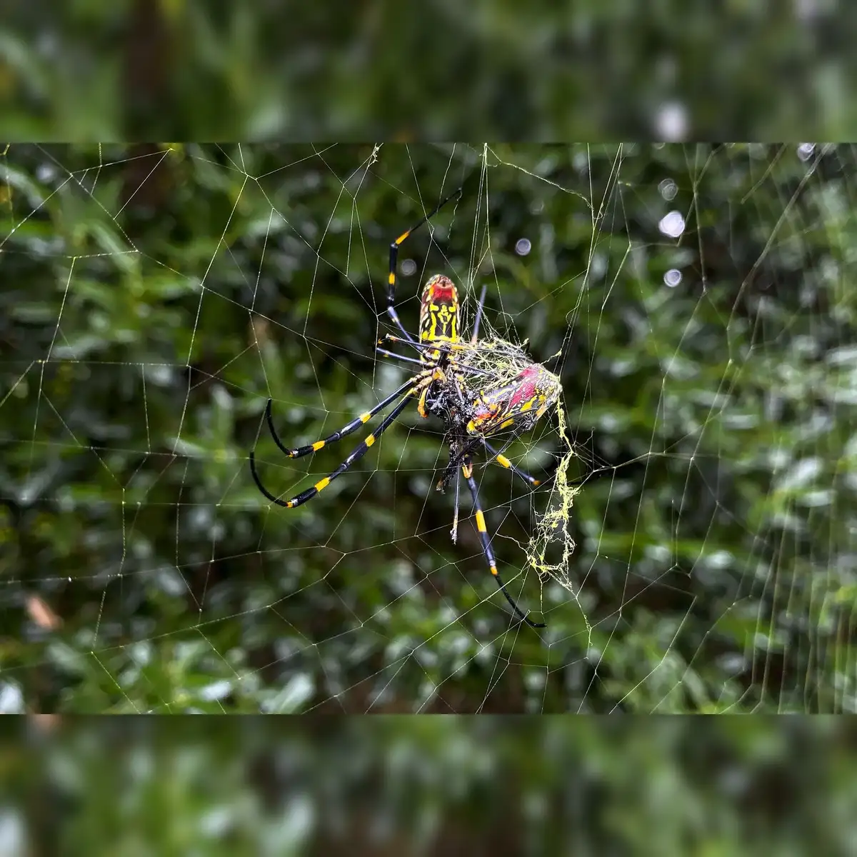 Arachnids Disclosure Share New Single "Arachnids": Listen