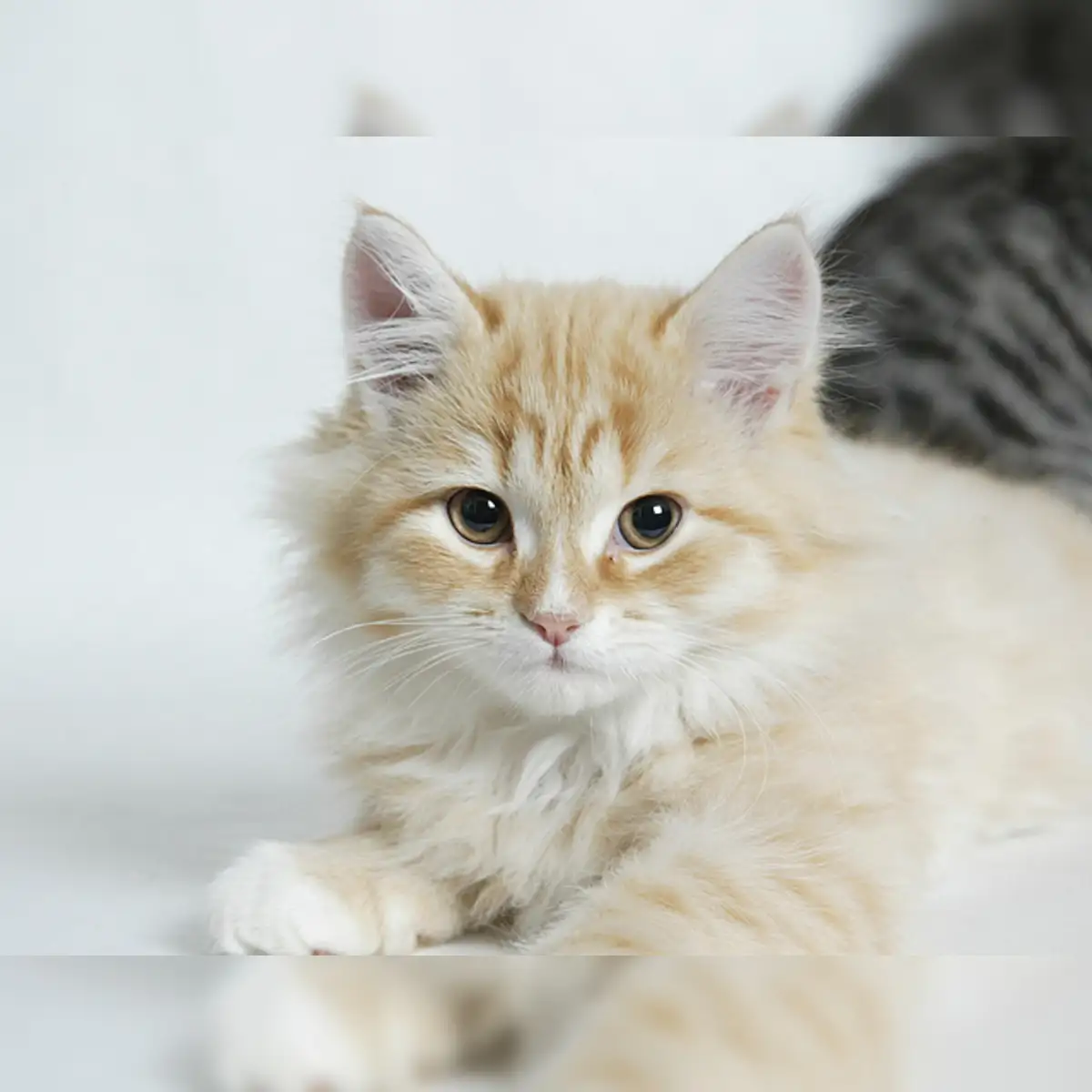 Cat I Miss You