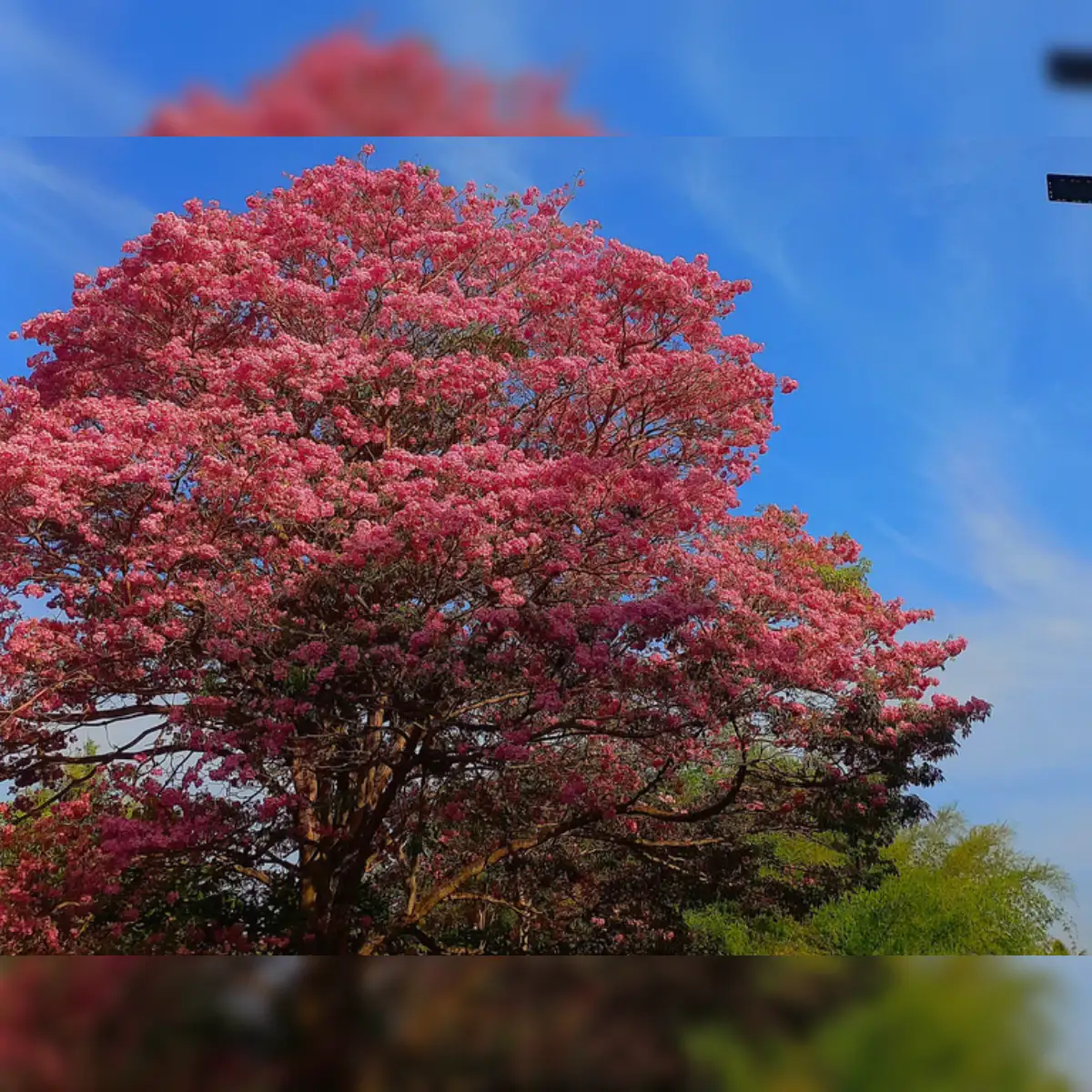 Tabebuia Tree Growth Rate