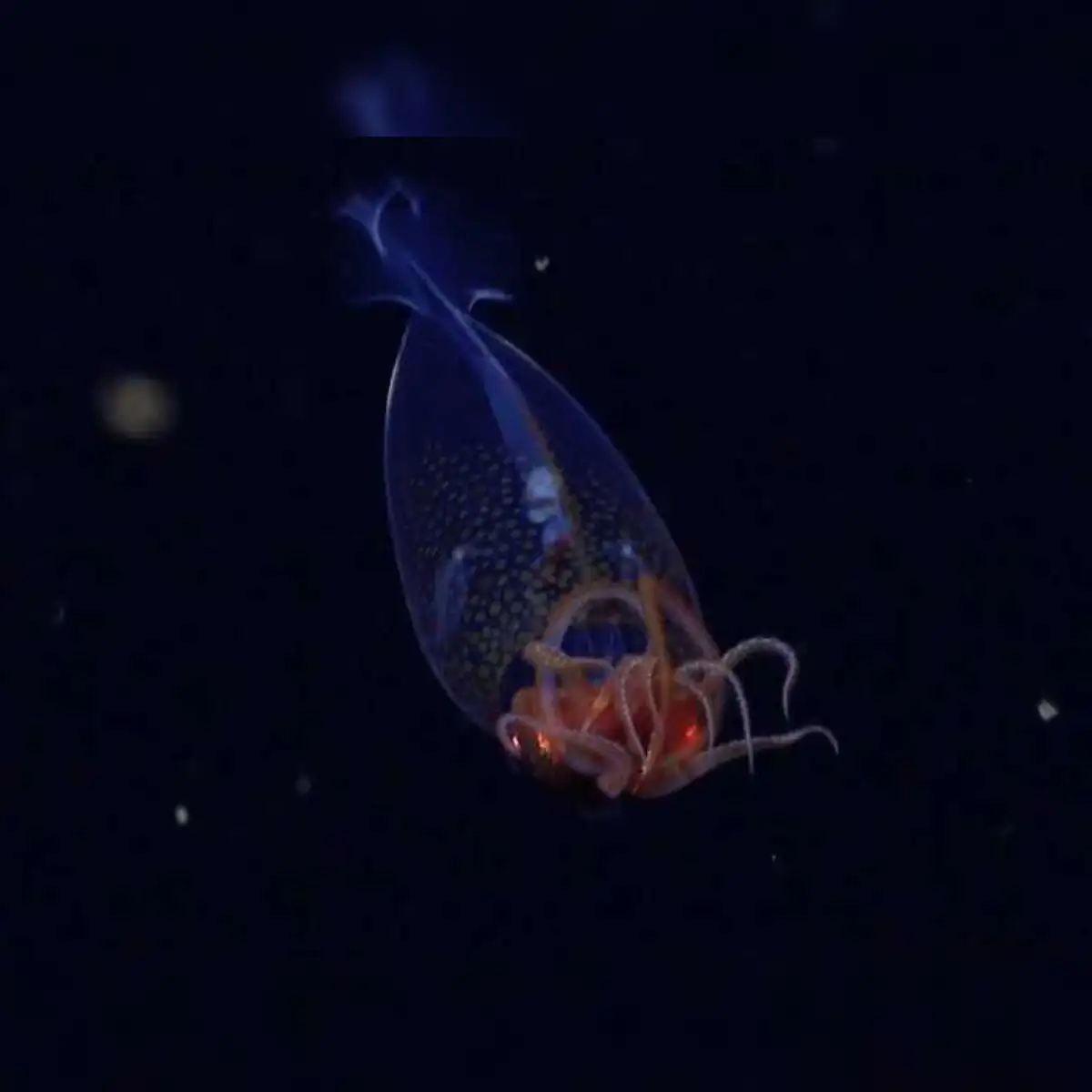 Cos Tattoo Squid 25 Squid Tattoo Design Ideas | 刺青, 纹身, 紋身