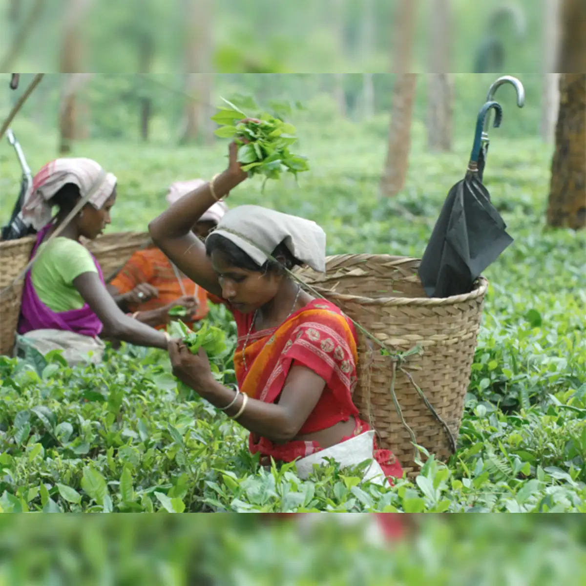 White Tea Fuding White Tea 福鼎白茶 — T SHOP
