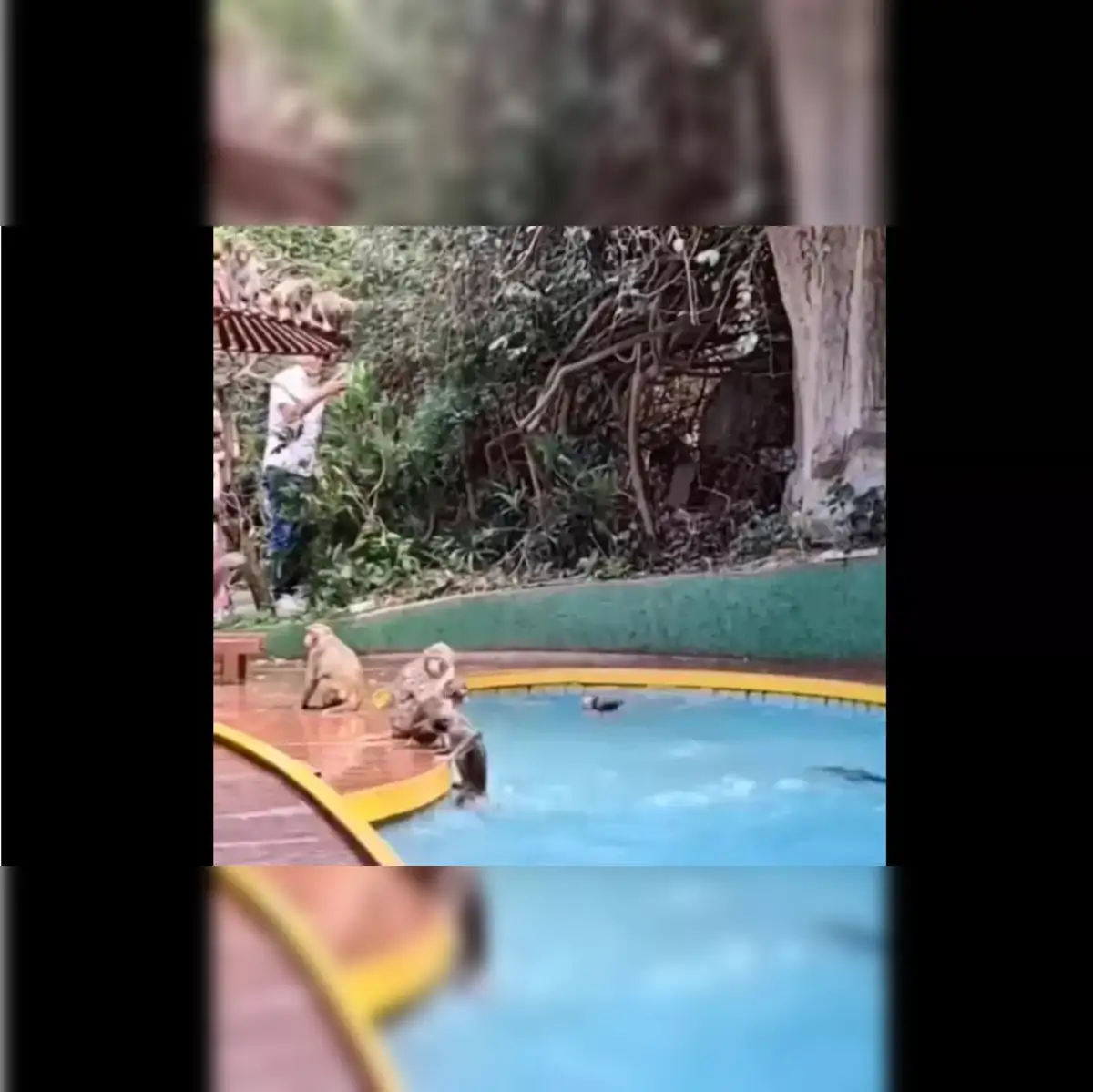 Memes Pool Party