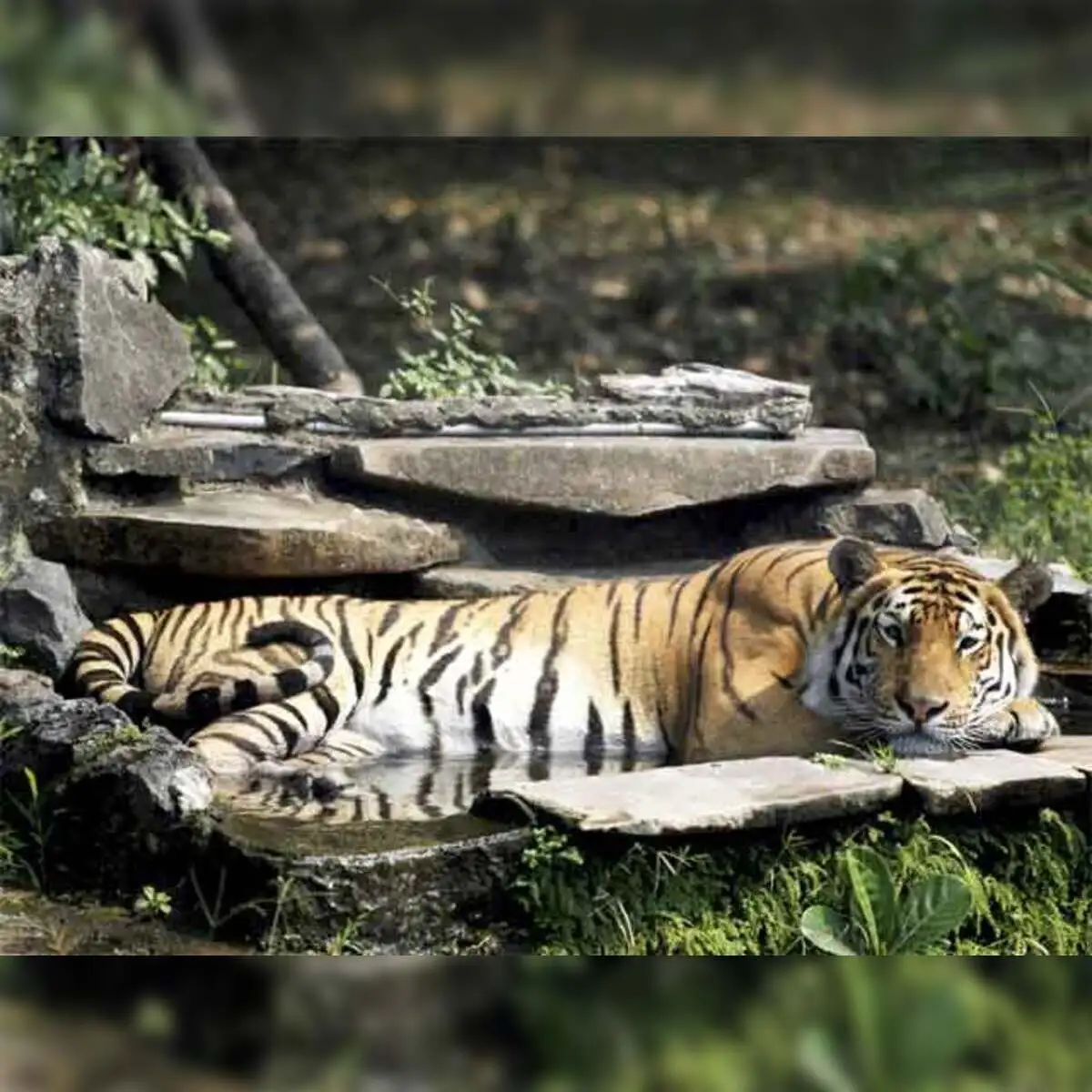 Tiger Body Parts